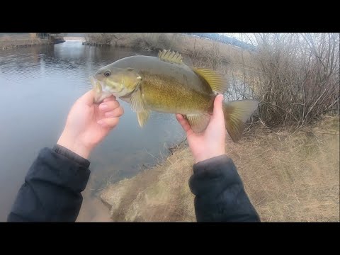 Early Spring Smallmouth fishing from shore - YouTube