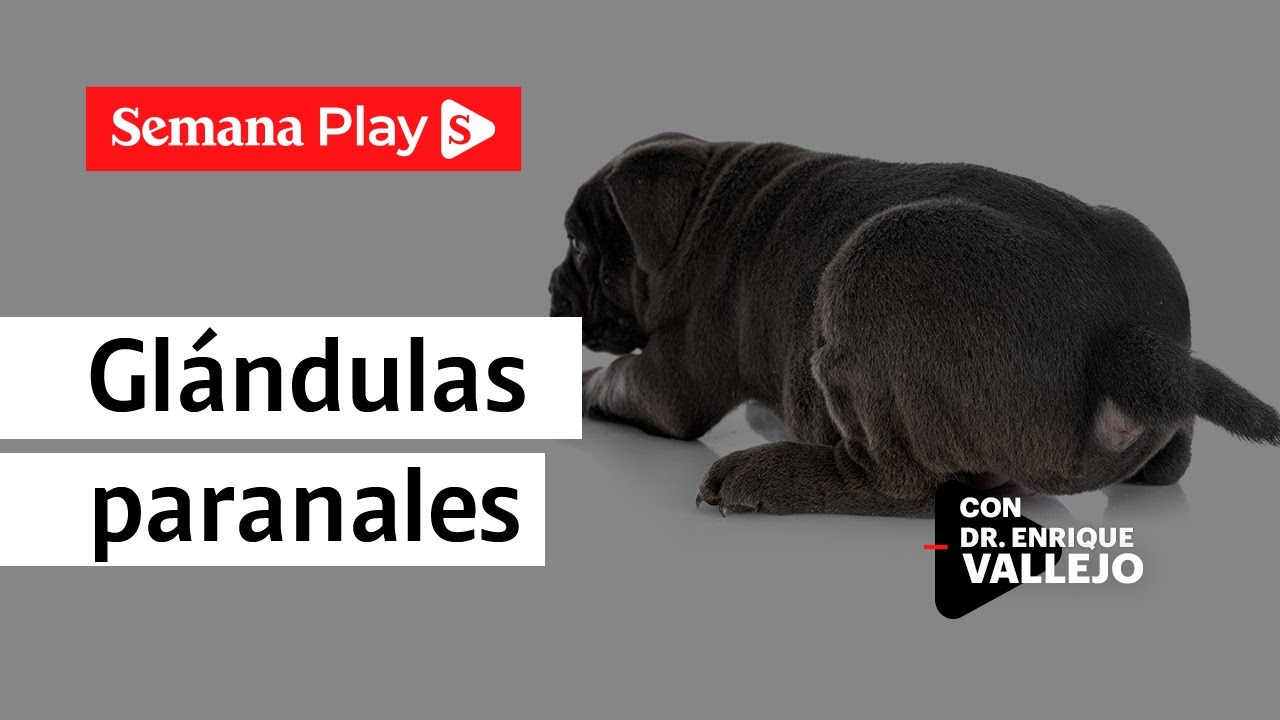 ¿cómo Evitar Afecciones En Las Glándulas Anales Enrique Vallejo