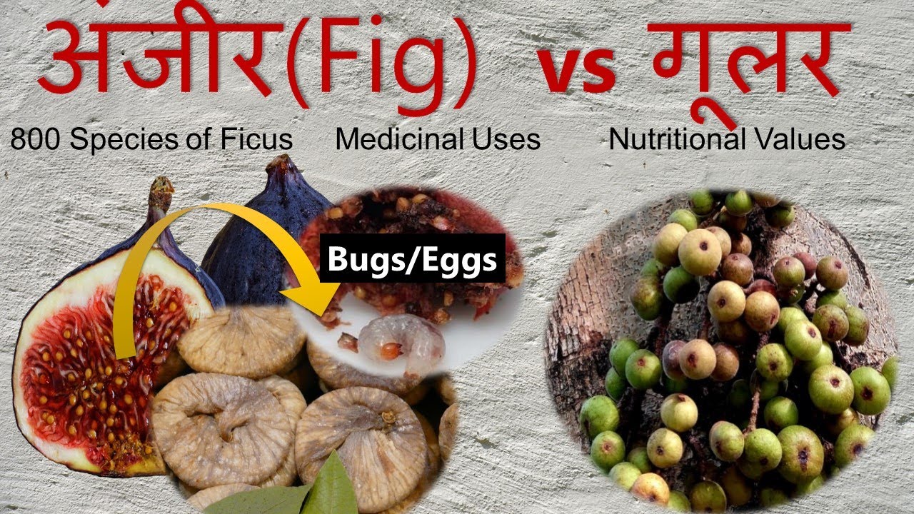 Anjeer ke fayde अंजीर (Fig) & गूलर (Cluster Fig).Medicinal, Nutritional ...
