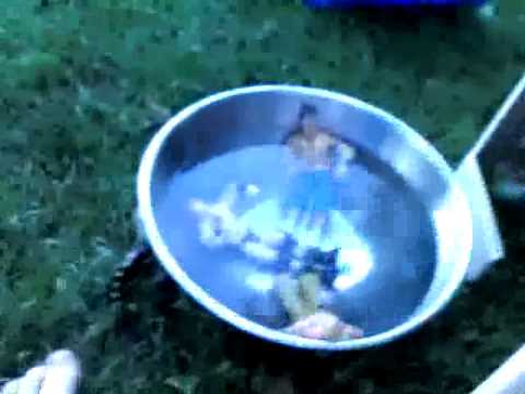 Wwe pool party part 1 - YouTube