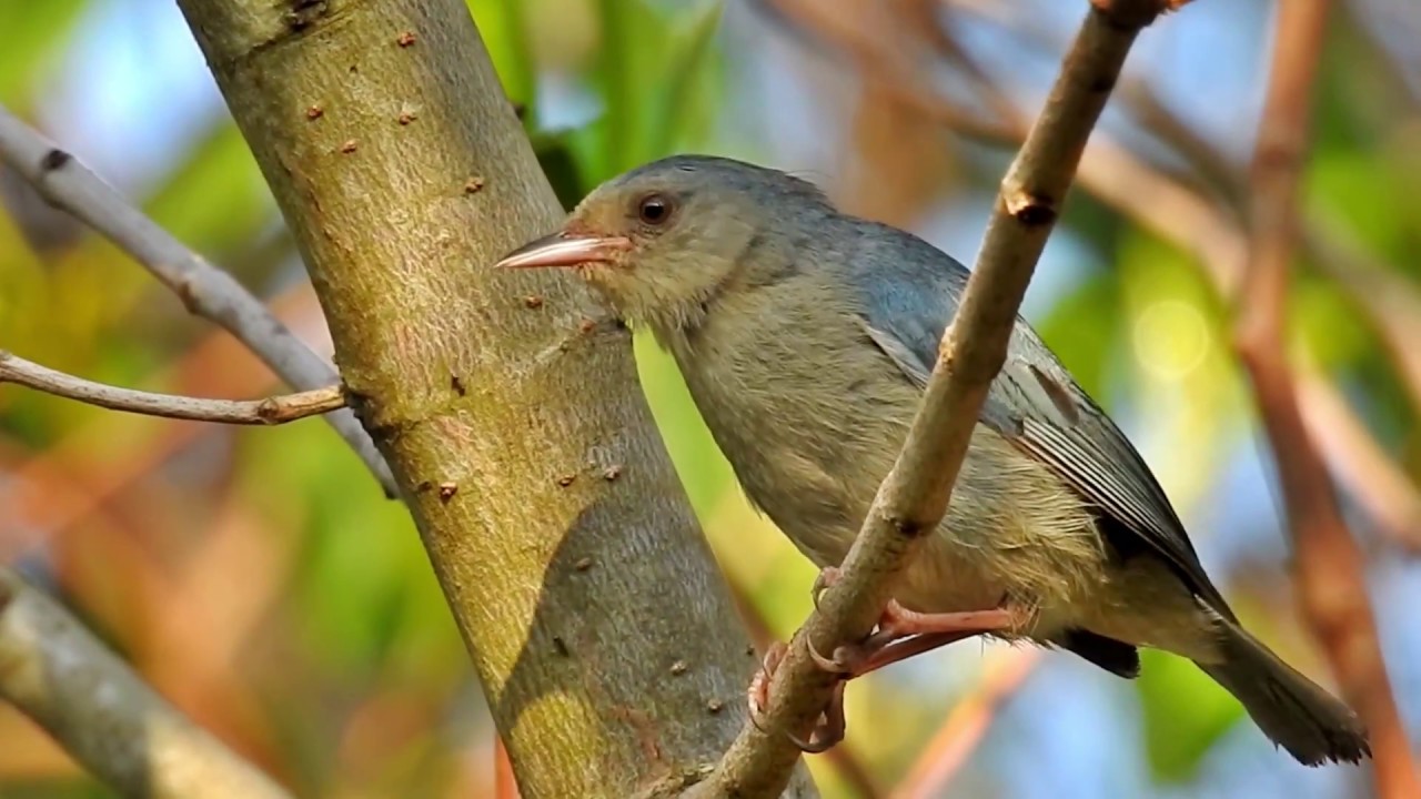 Conirostrum bicolor - Figuinha do mangue - Bicolored Conebill - YouTube