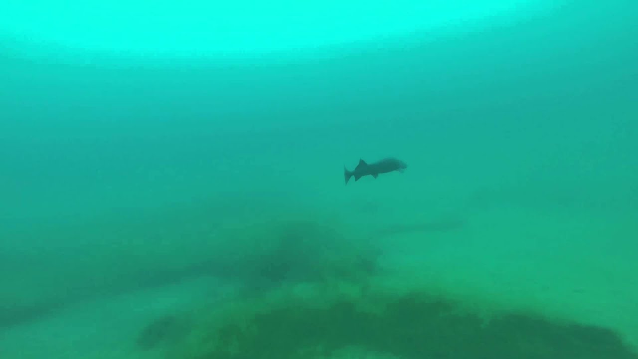 Sturgeon at Capernwray July 2014 With Diveworld - YouTube