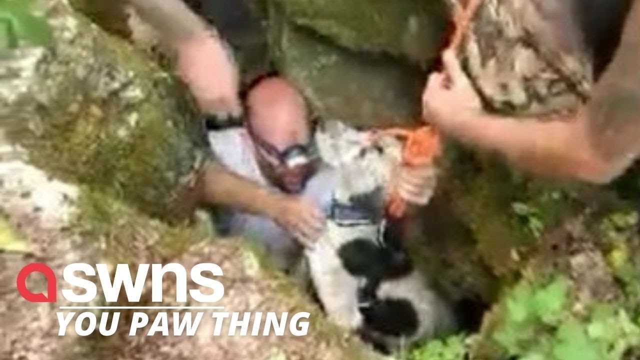 Dog trapped 30-foot-deep cave for TWO WEEKS rescued | SWNS - YouTube