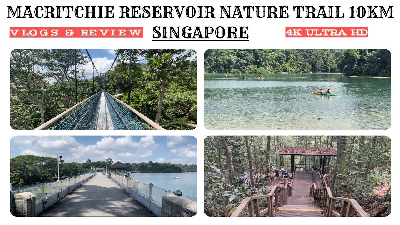Singapore MacRitchie Reservoir Nature Blue Trail 10KM | TreeTop Walk ...