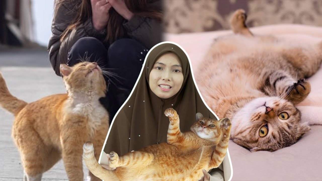 8 Tanda Kucing Suka Dekat Kita - YouTube