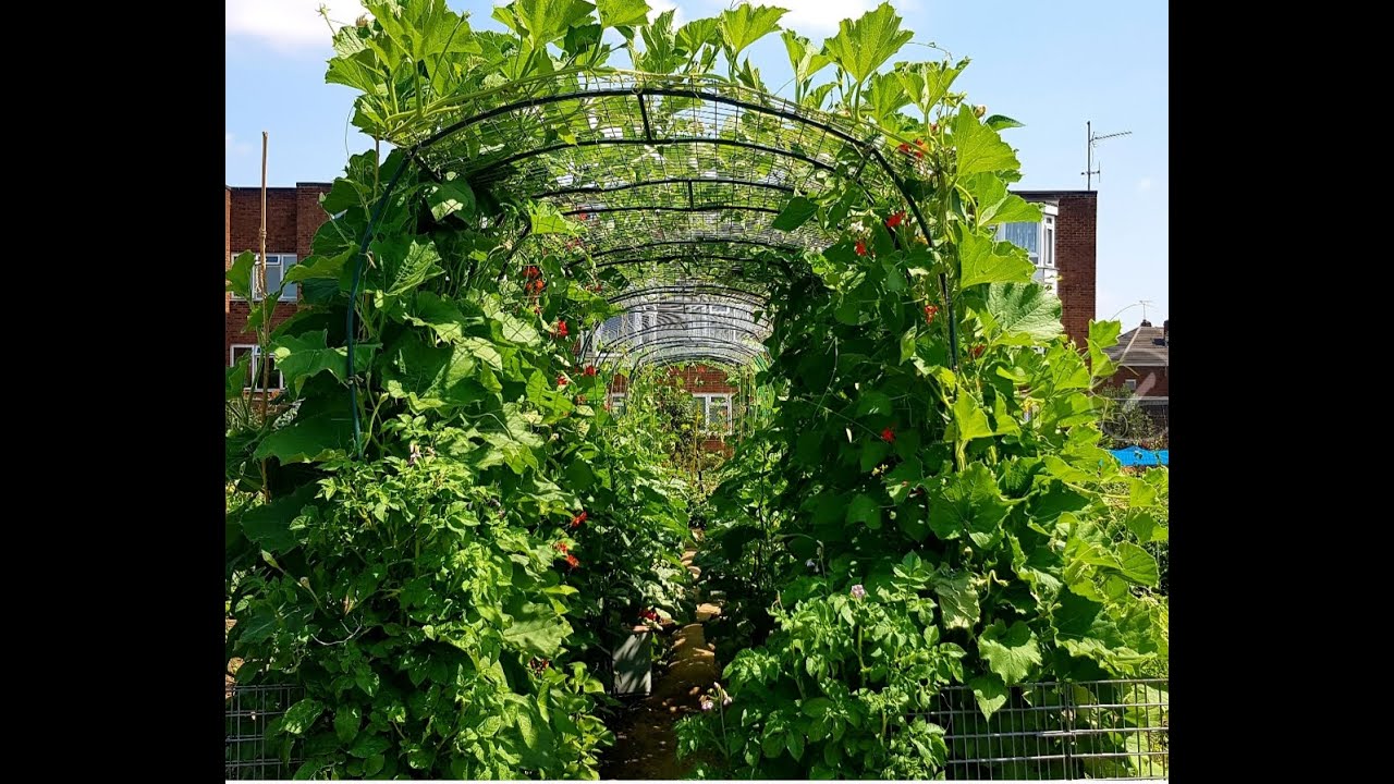 Shokher Bagan London | Cucumber Harvesting | Cucumber Trellis Tunnel ...