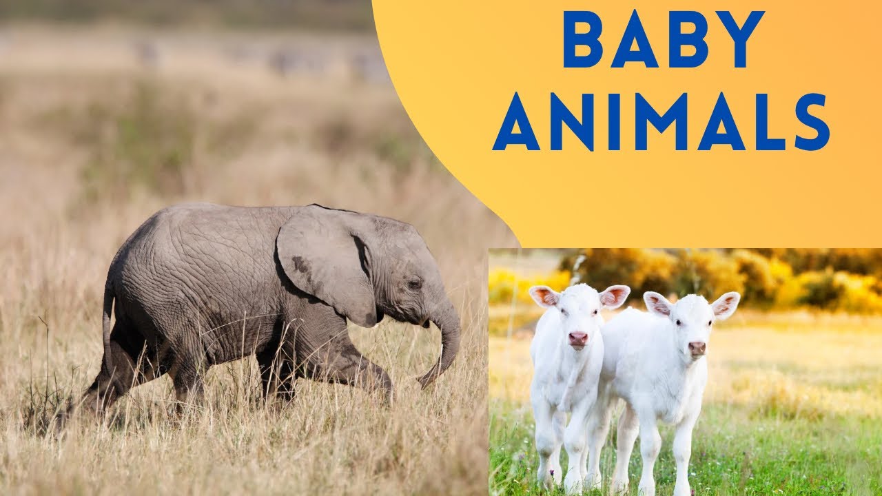 Baby Animals- Kids Vocabulary| Educational video for Toddler and ...