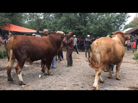 2 SAPI BAGUS INI DIKROYOK BANYAK BLANTIK DISEKITAR PASAR INI - YouTube
