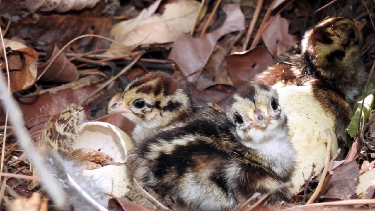Cheer pheasant (Catreus wallichii) From Far-western Nepal - YouTube