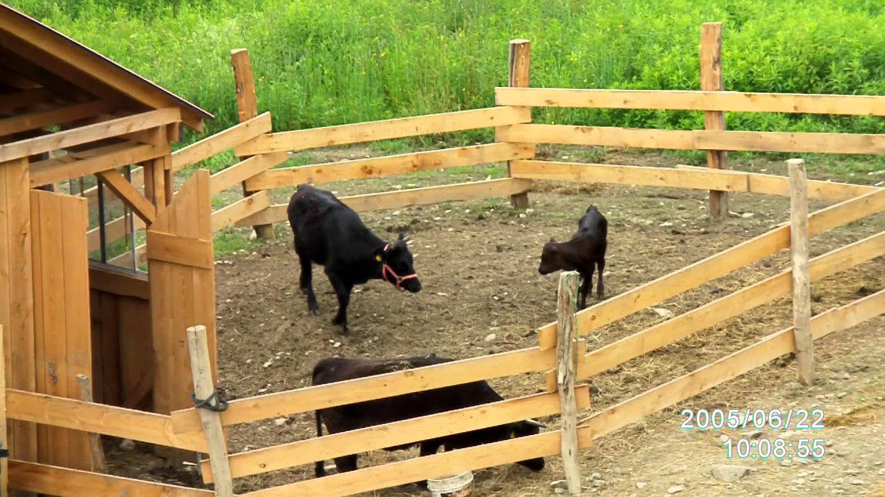 The cows play while I give English lessons :) - YouTube