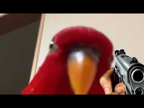 red bird with a gun - YouTube