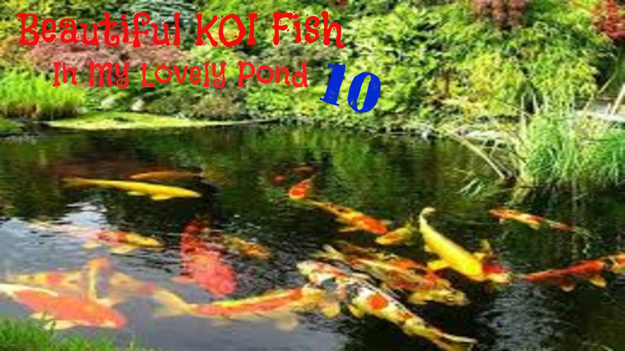 Beautiful KOi Fish in my lovely Pond part 10 - YouTube