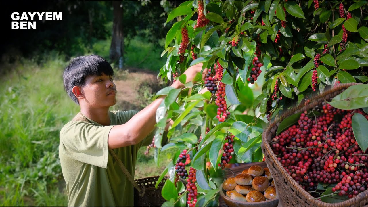 Let’s go pick bugnay fruit and make bread with bugnay filling | Have ...