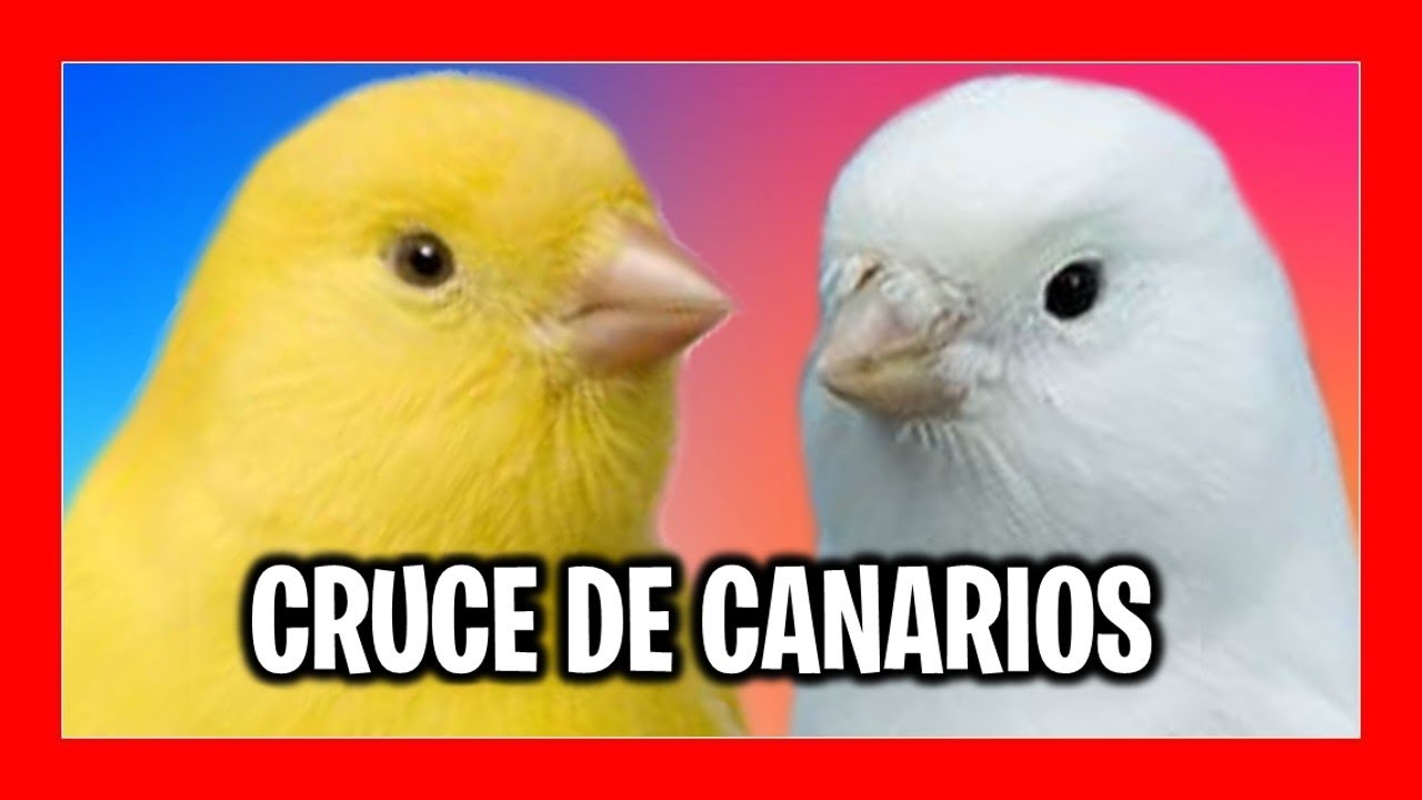 CRUCES DE CANARIOS AMARILLOS CANARIOS BLANCOS RECESIVOS | CRIA DE ...