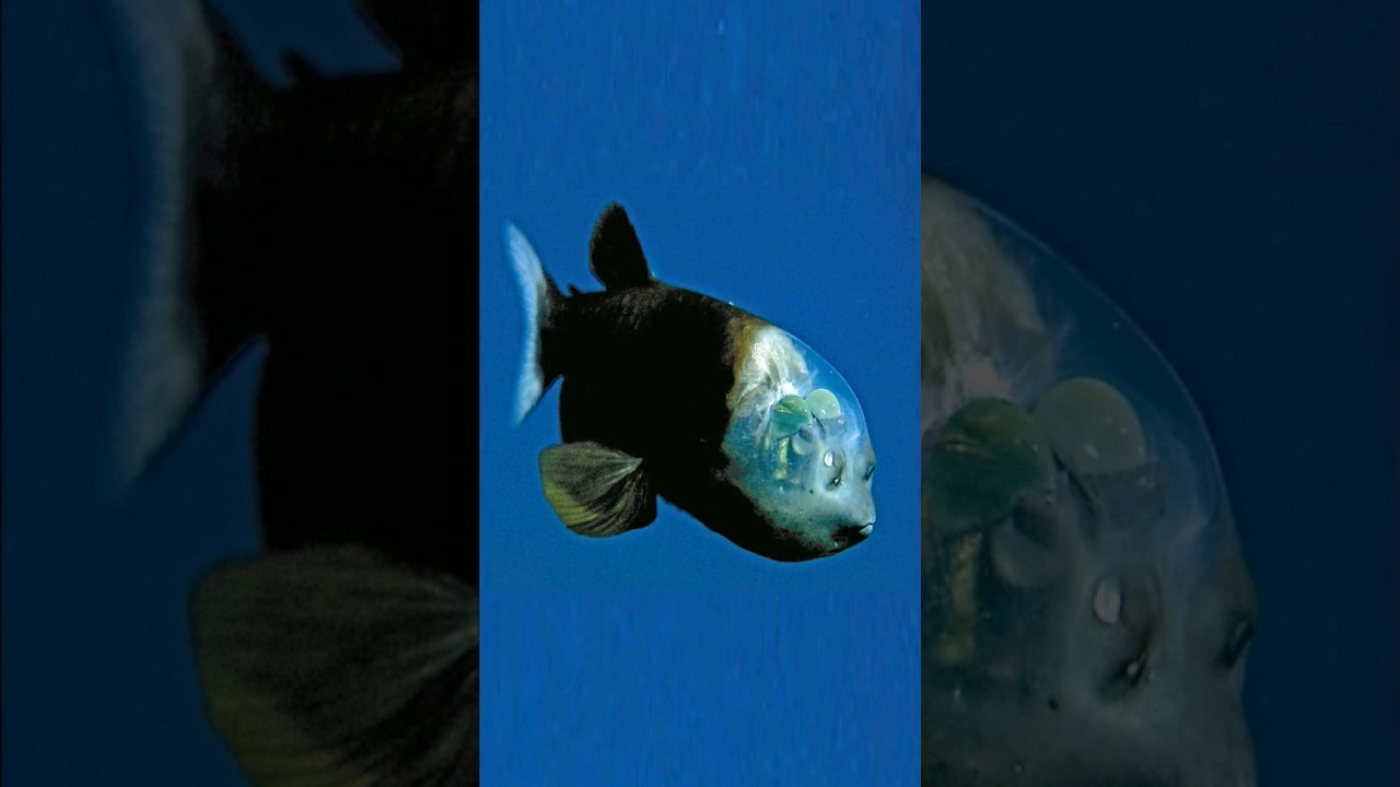 El Fantasmal Pez Duende🐟🐟🐟. - YouTube