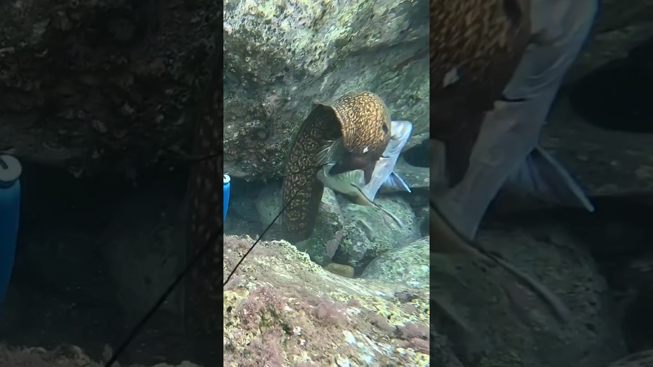 Moray Eel Attacks🐍 Müren Saldırısı #moray #mürenbalığı #mürensaldırısı #spearfishing #sualtı ...
