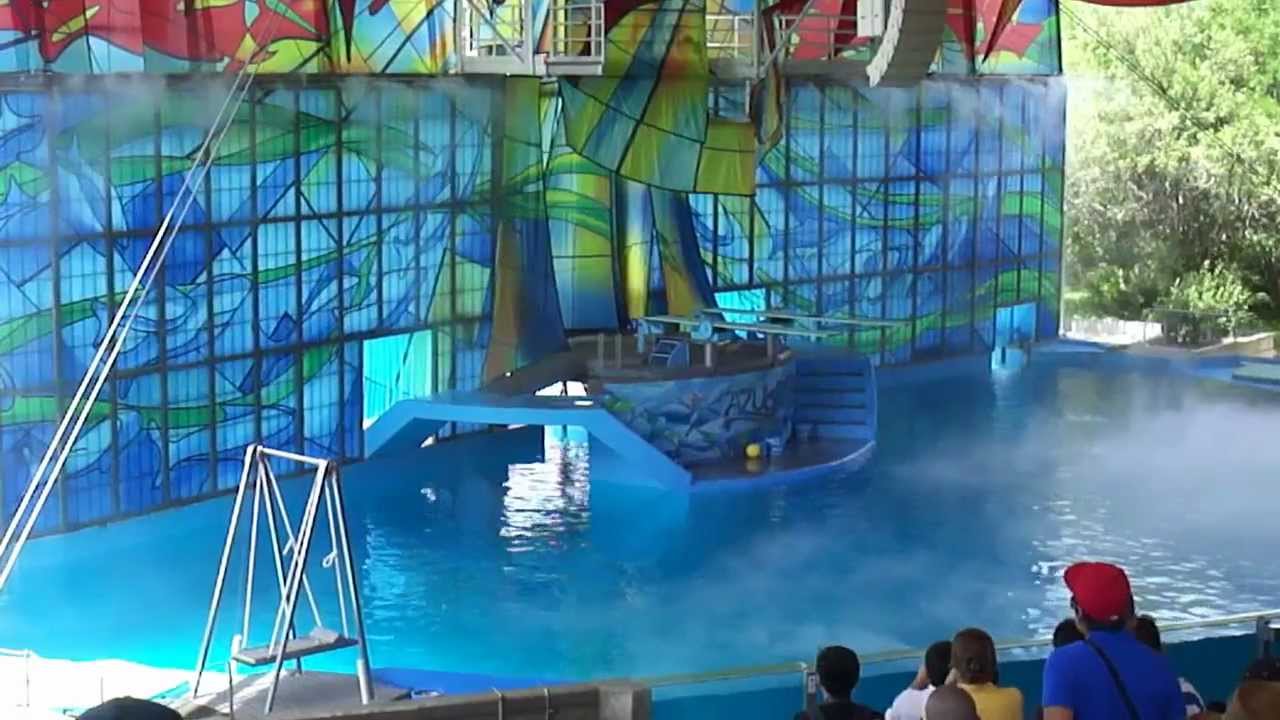 Azul Show with Dolphins at SeaWorld San Antonio - YouTube