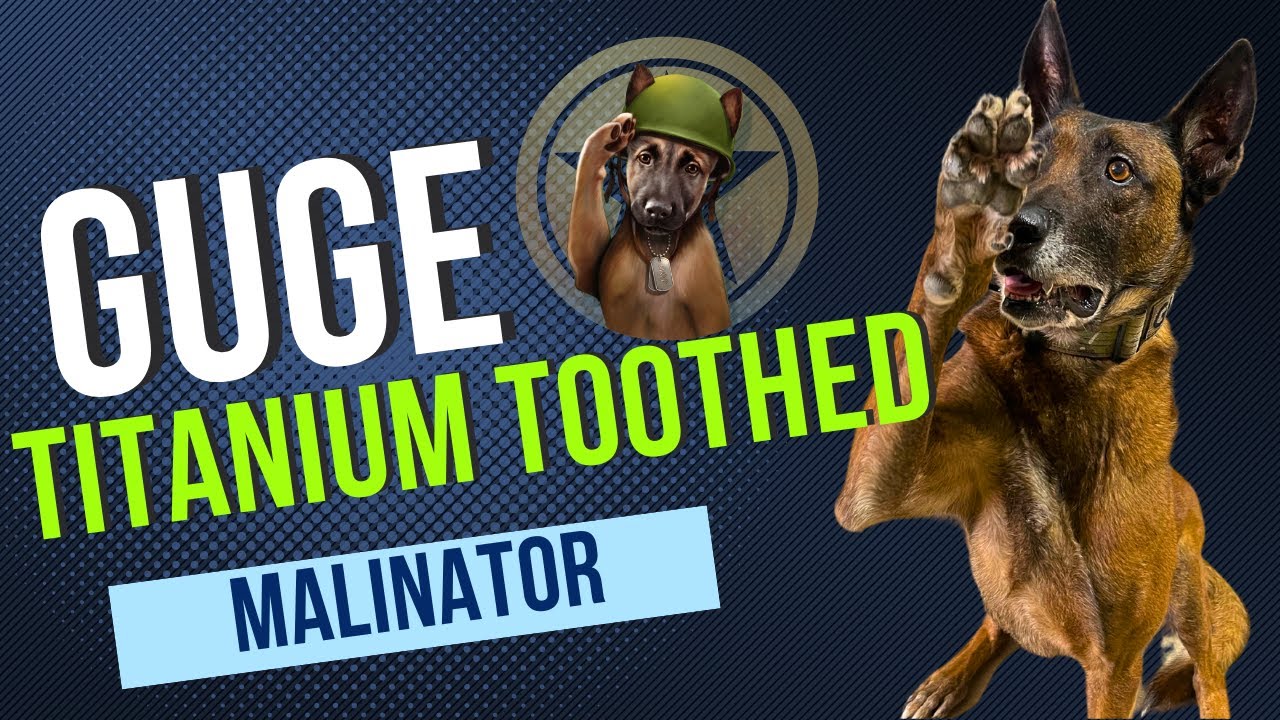 Titanium Toothed Terminator X Malinois visits Master Of Puppies - YouTube