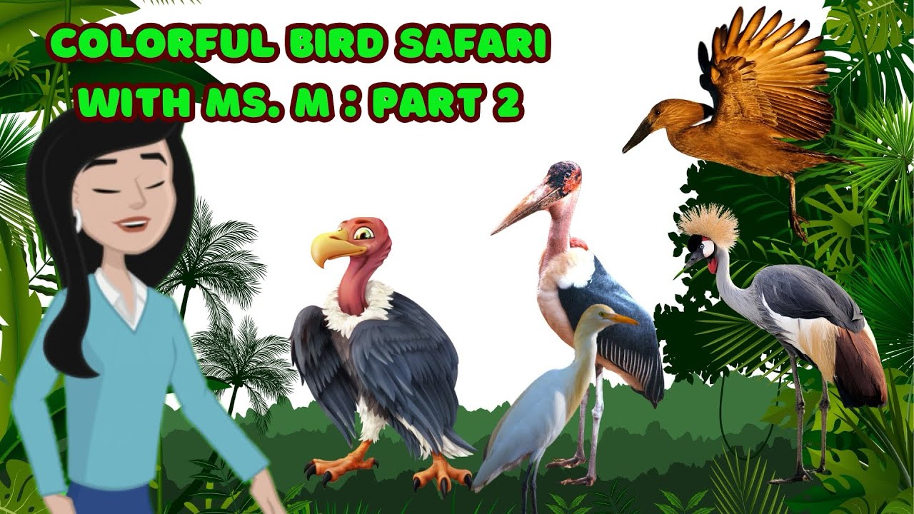 Colorful Bird Safari with Ms. M | Part 2 | Fun Birds - YouTube