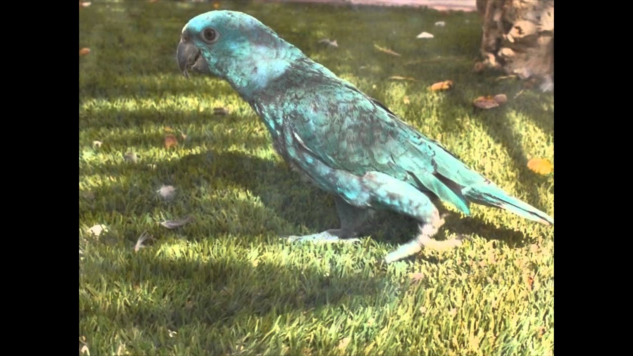 blue mutation yellow naped يلوناب ازرق - YouTube