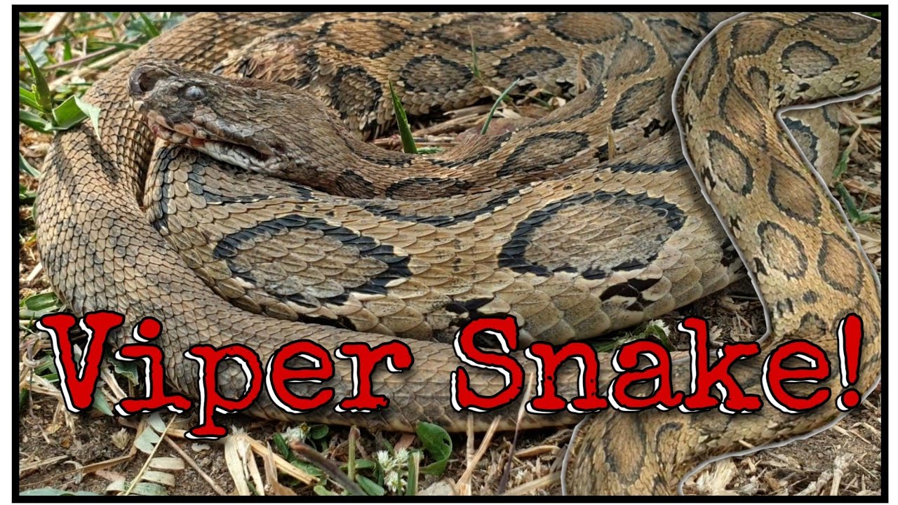 Viper Snake | Kattuviriyan/Kannadi Viriyan | Russels Viper | Village ...