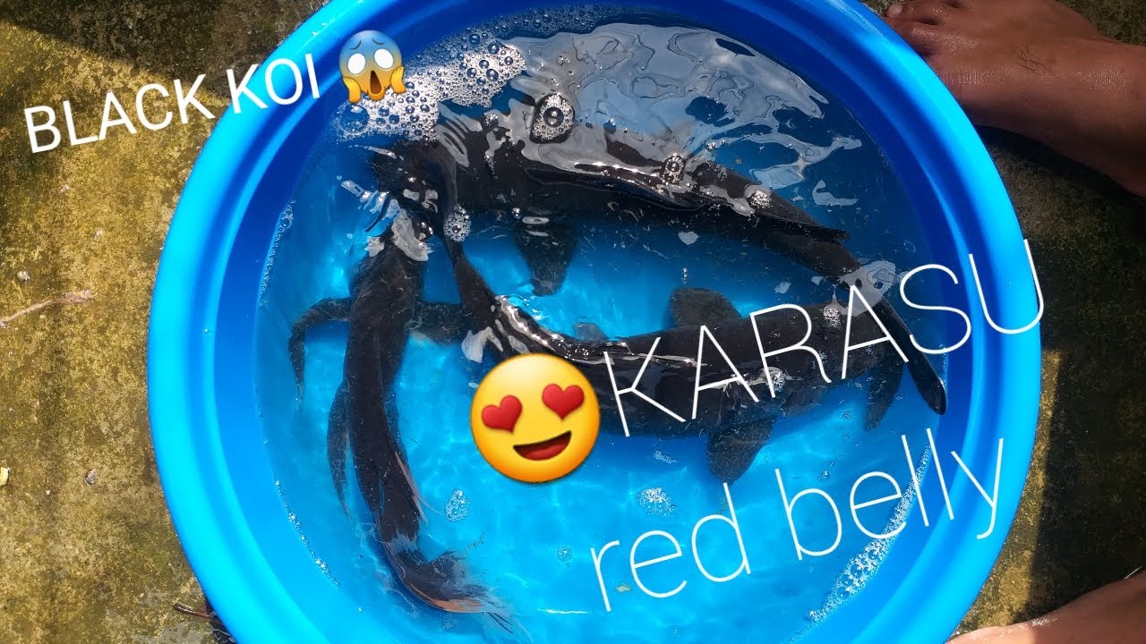 Breeding karasu red belly | Black koi| Philippines - YouTube