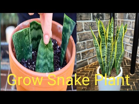 How To Grow Snake Plant At House, Grow Snake Plant, How To Grow Snake ...