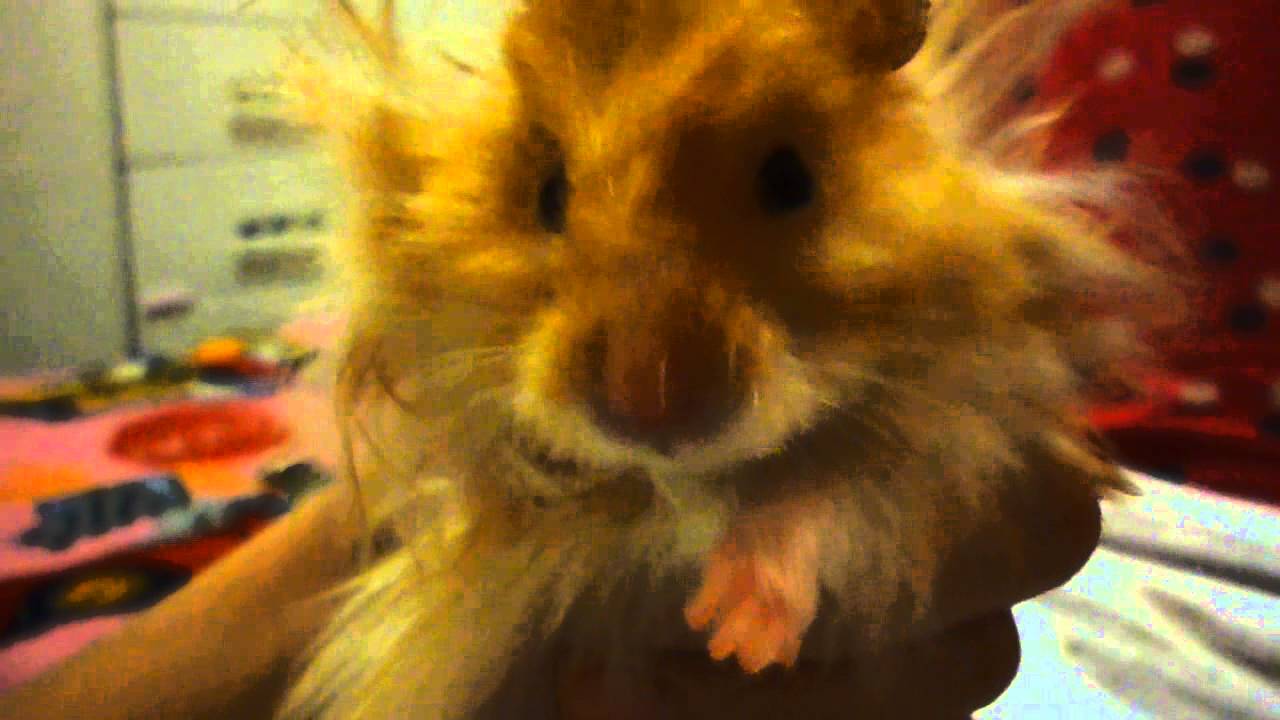 My Hamster Falling Asleep in My hands. ChasenBreeTheHamsters - YouTube