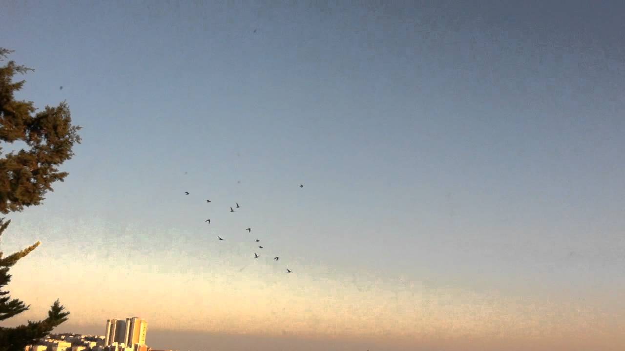 Flocks of birds fly in the morning to the sunrise - YouTube