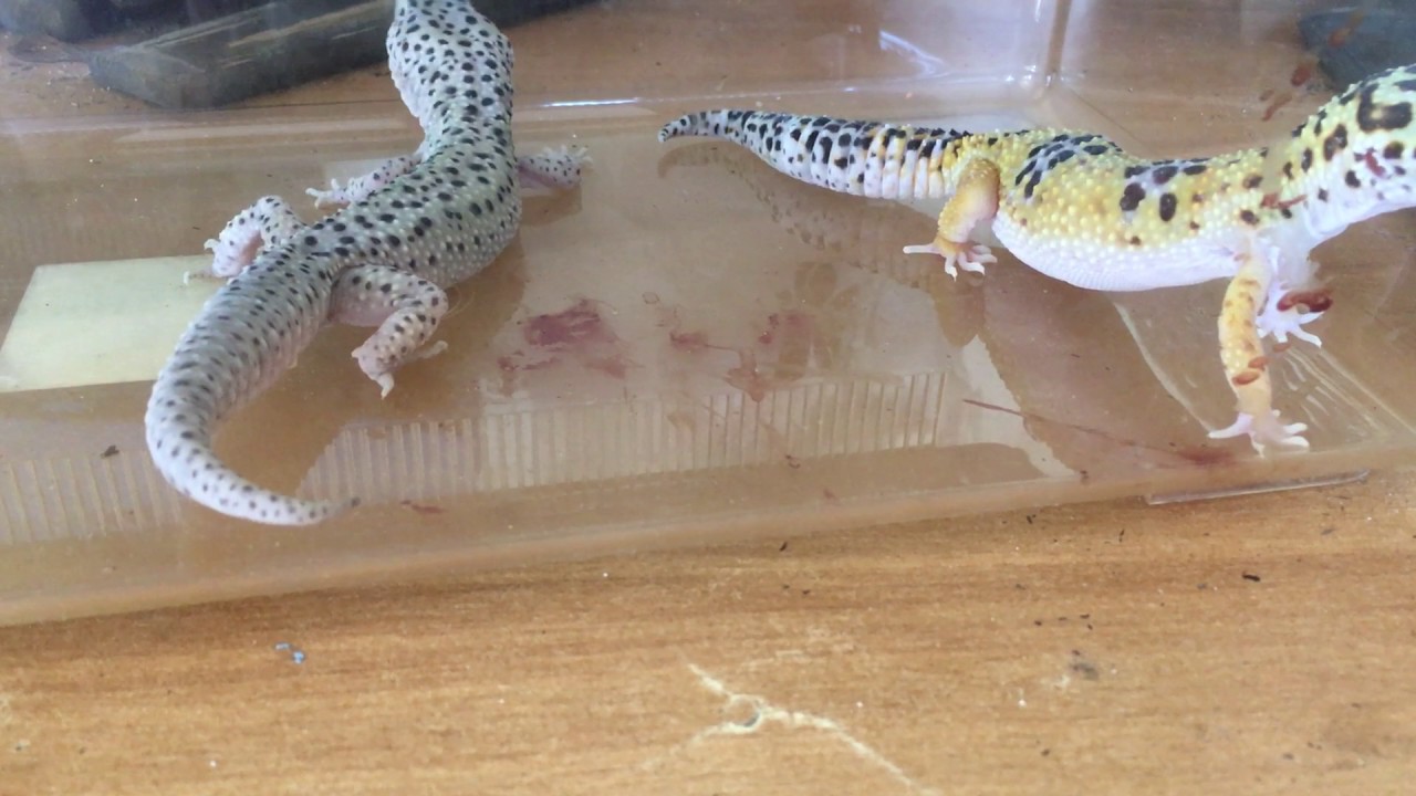 Leopard geckos - mating attempt (Κηλιδωτά γκέκο - προσπάθεια ...