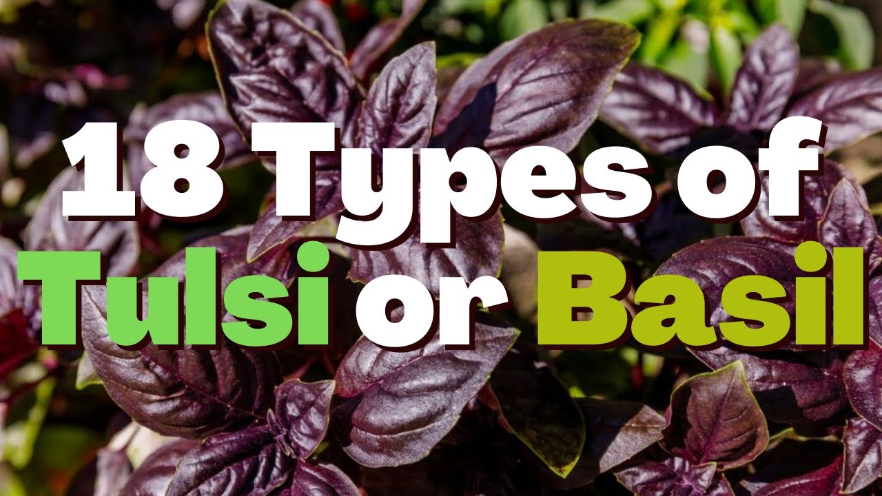 18 Types of Tulsi or Basil - YouTube