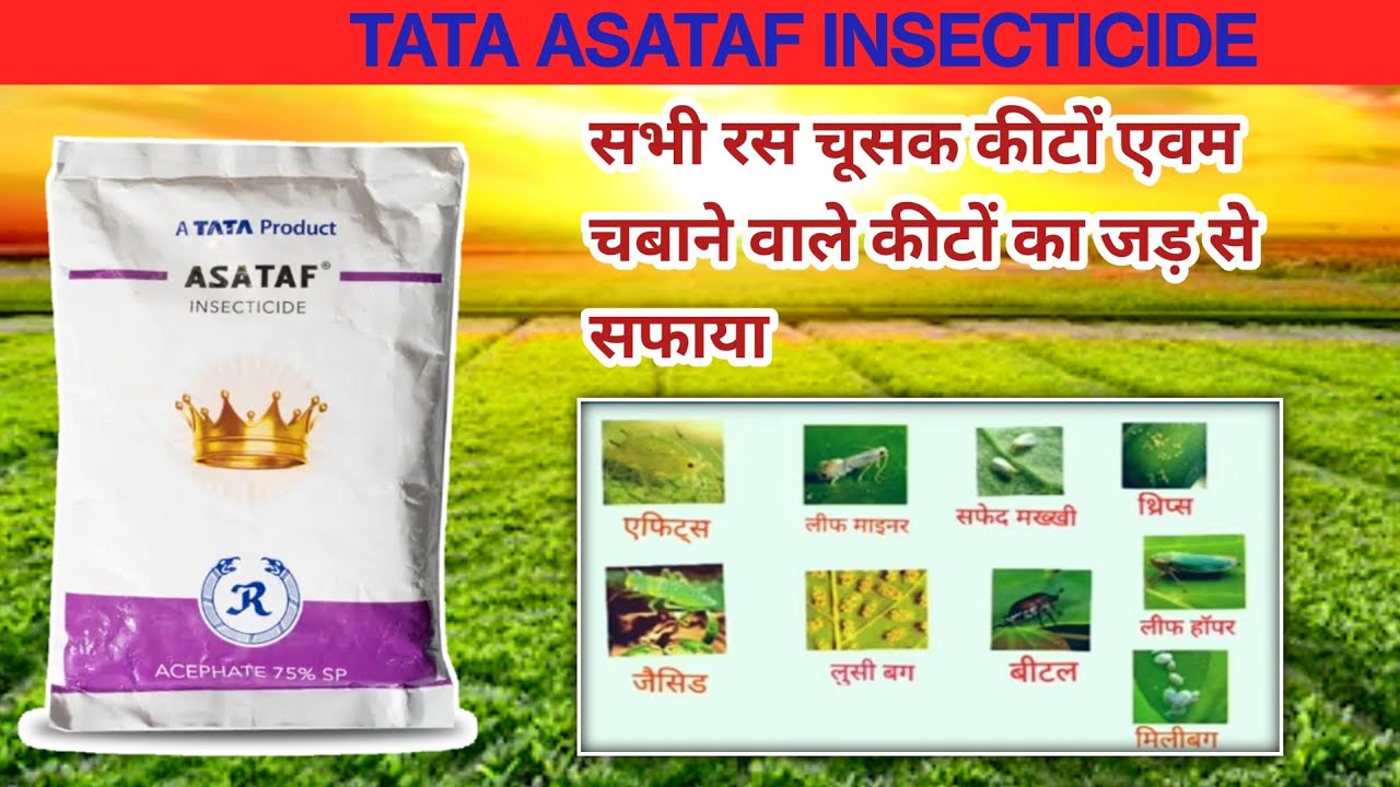 tata asataf Insecticide | acephate 75% s.p. | पूरी जानकारी हिंदी में ...