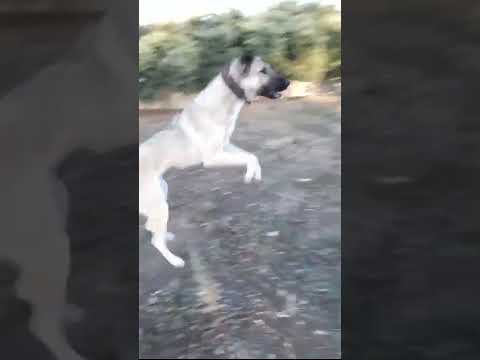 Kangal vs Snake - Rosa 2020/06/06