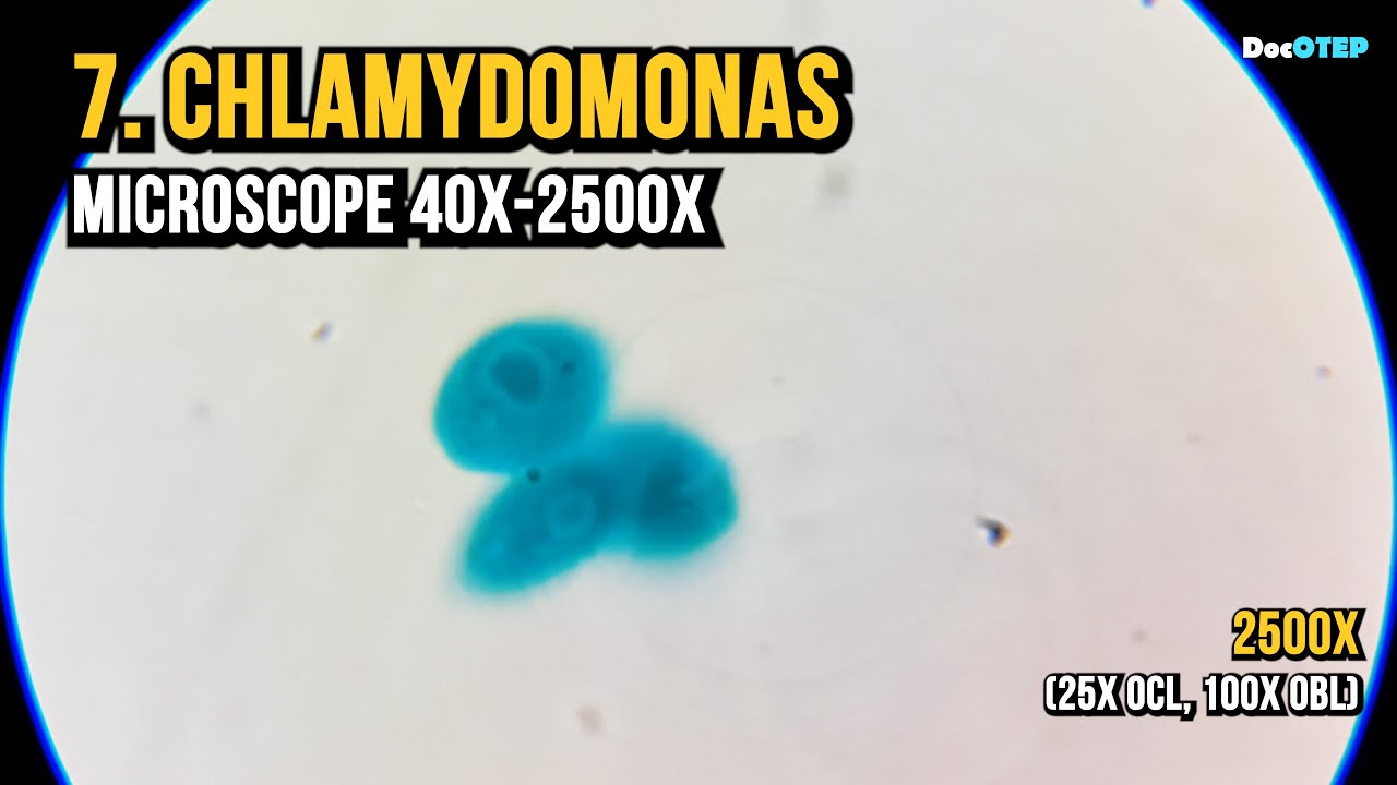 Chlamydomonas Slide 400x