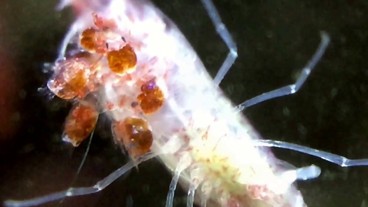 Opae Ula Hawaiian Shrimp - Larvae dangling - YouTube