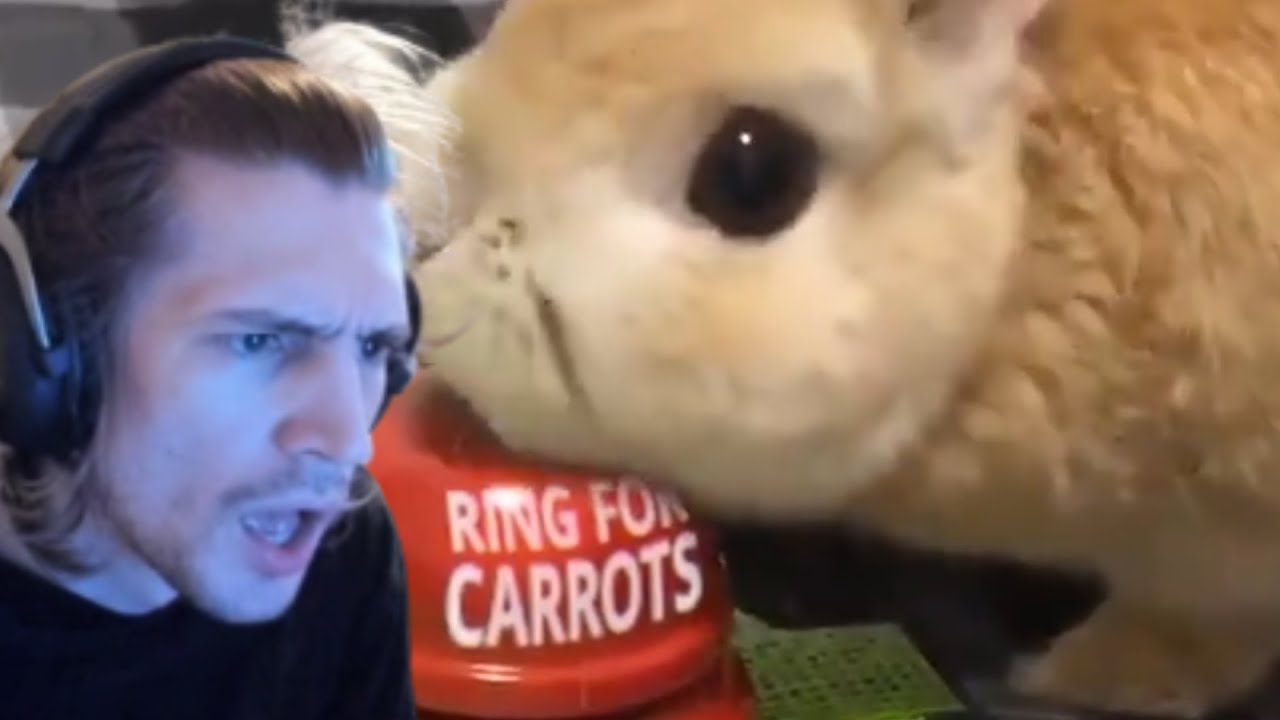 xQc Reacts to UNUSUAL MEMES COMPILATION V106 with Chat! - YouTube