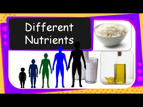 Science - Human Food & Nutrients - English - YouTube