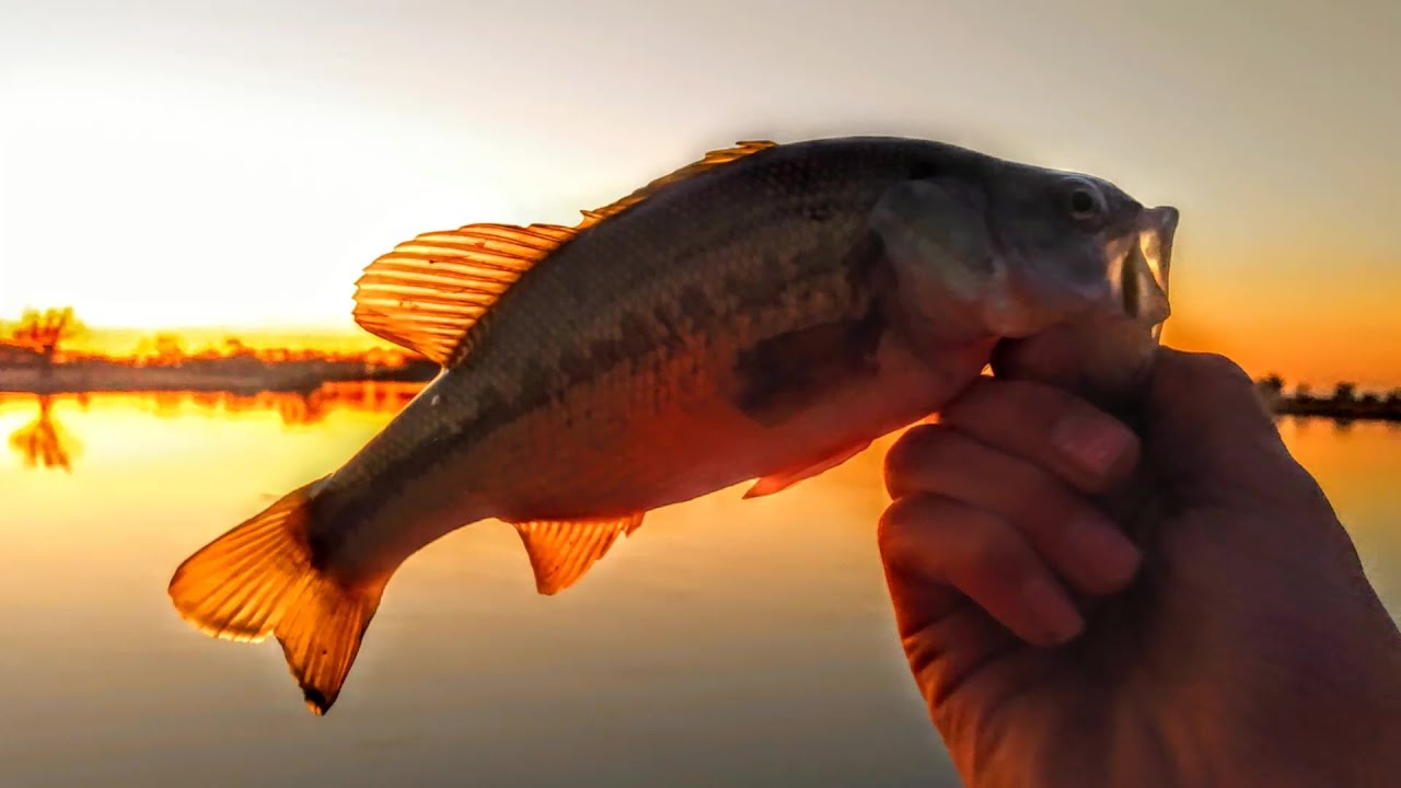 Bountiful Pond Fishing 11 3 20 - YouTube