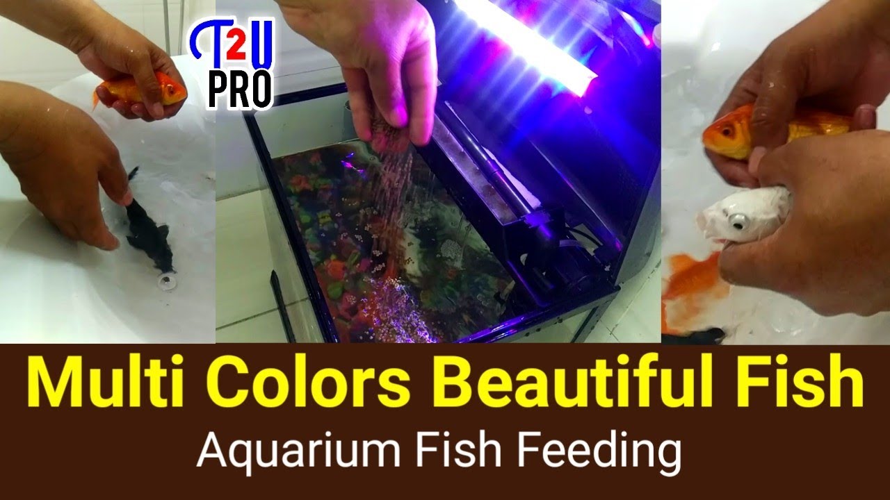 Multi Colors Beautiful Aquarium Fish | Fishes Feeding & Tank Water ...