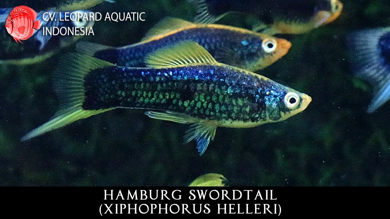 Xiphophorushelleri The SHINING Hamburg Sword tail - YouTube