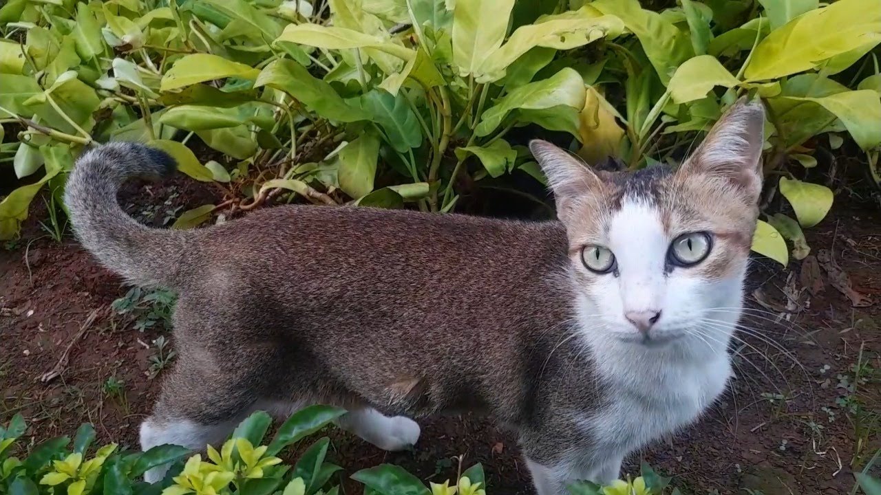 Kucing menemukan bangkai burung - YouTube