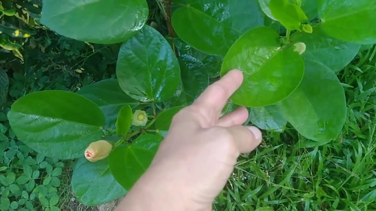 ANU ANG SECRETO NG MGA HALAMAN N'YO? - YouTube