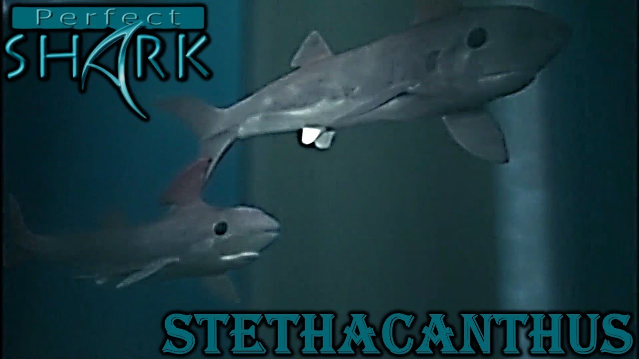perfect shark stethacanthus screen time - YouTube