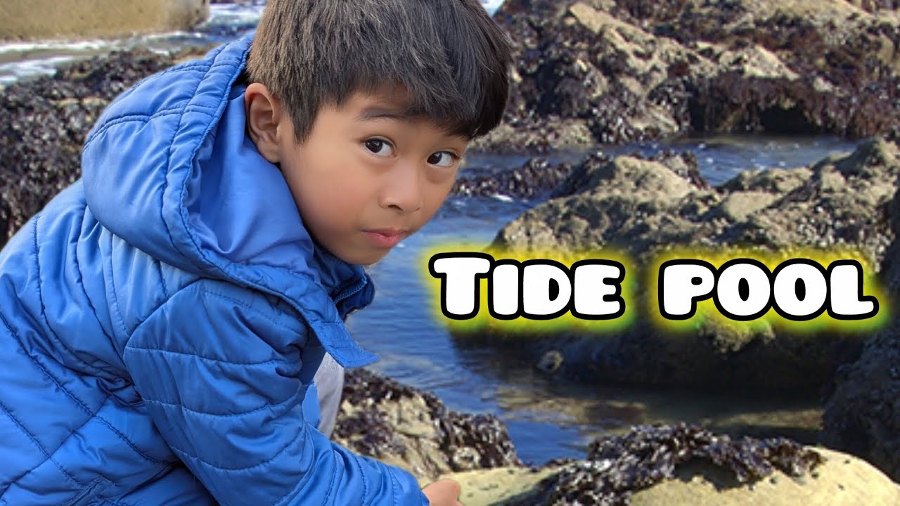 Tide Pool Adventure - YouTube