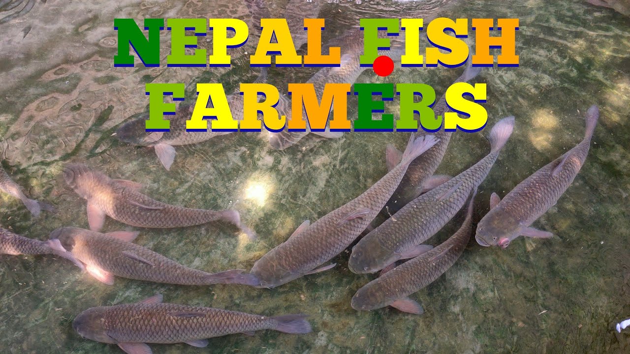Fish farming in nepal🇳🇵 || #Shorts - YouTube