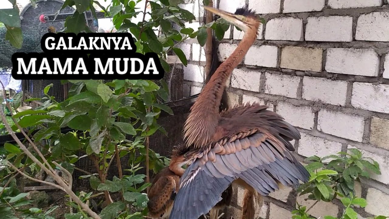 Update baby Cangak Ulo, kecil2 udah galak kayak ibunya - YouTube
