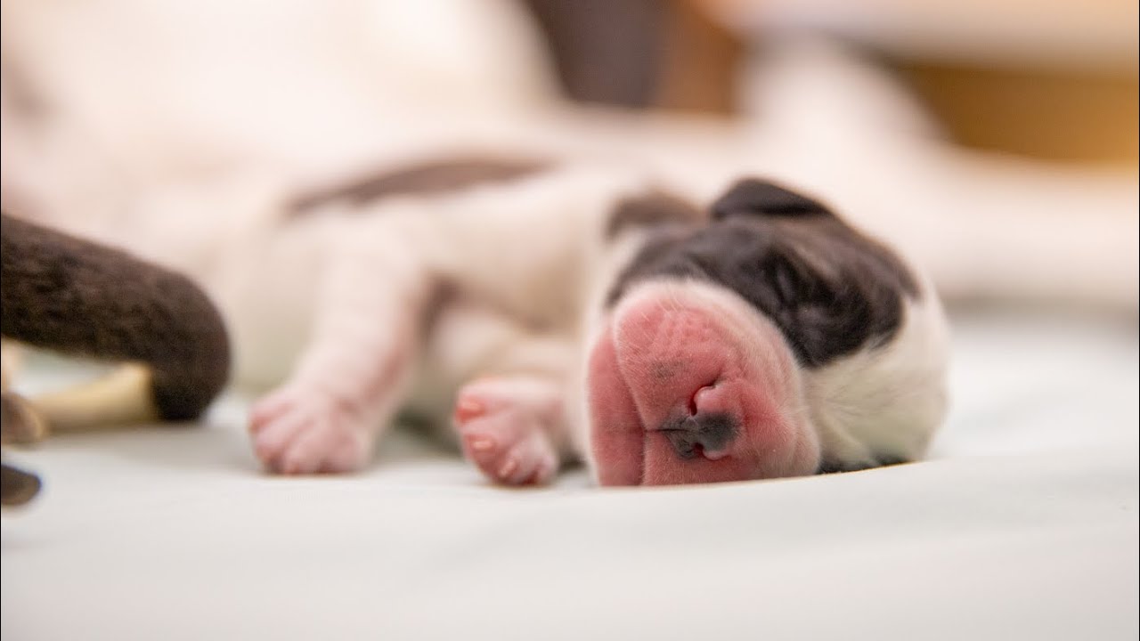 Roxy a donné naissance à 7 petits chiots - YouTube