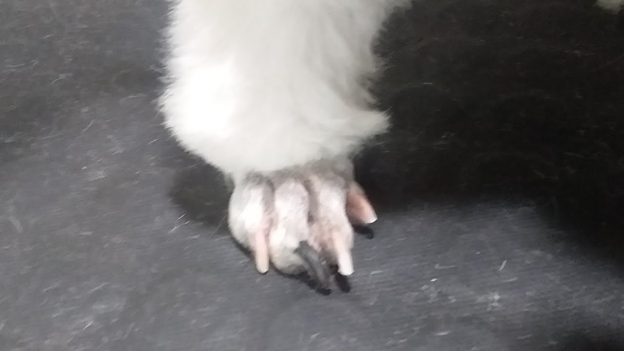 Jeito fácil de raspar as patinhas(botinhas de Poodle) dos cães - YouTube