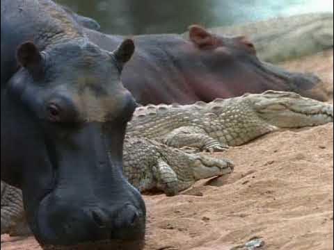 National Geographic The Last Feast of the Crocodiles (1996) - YouTube