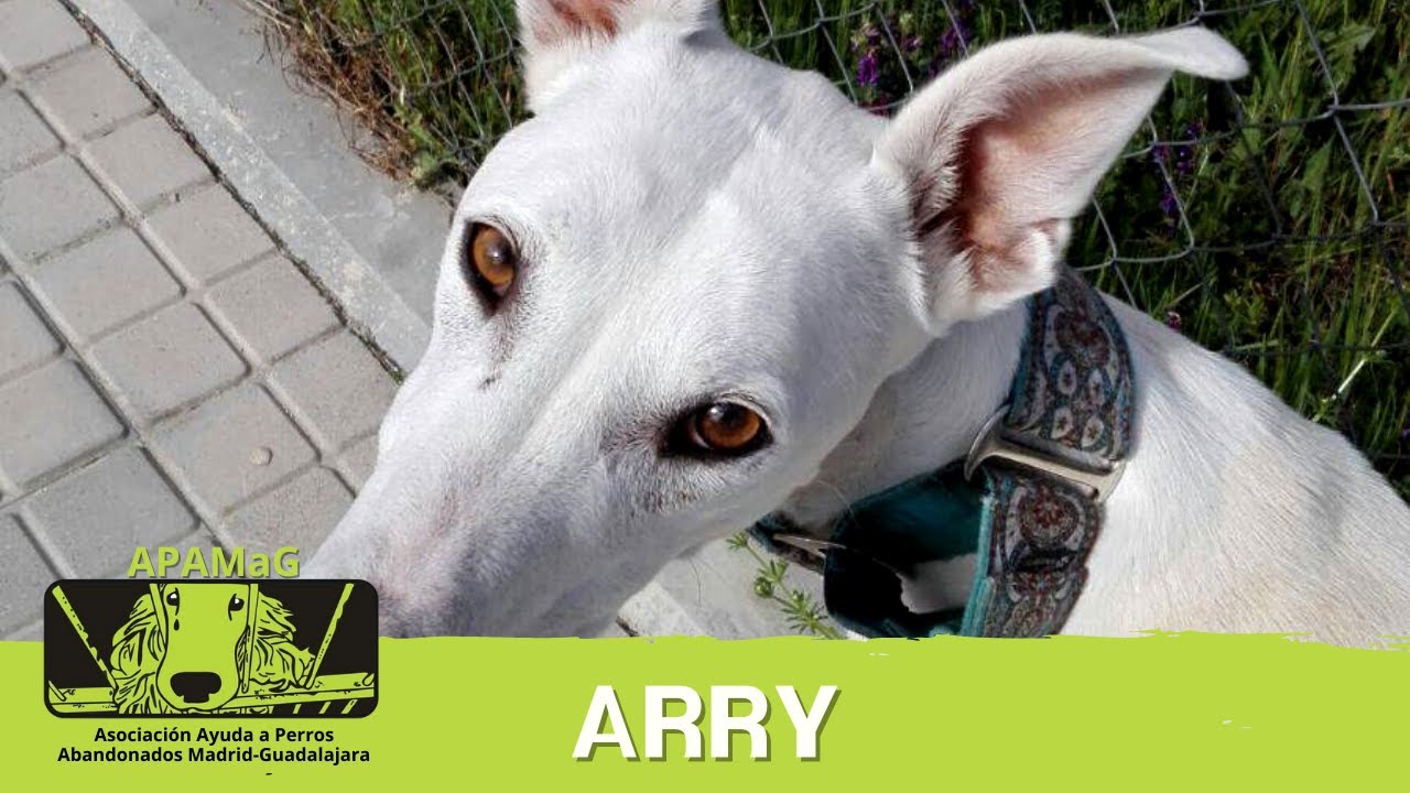 Galgo español blanco increíble que espera a su familia ideal - ARRY 🐶 ...